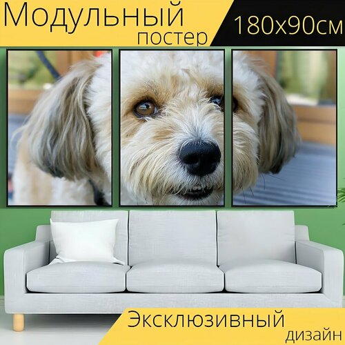 Модульный постер "Собака, домашнее животное, небольшой" 180 x 90 см. для интерьера