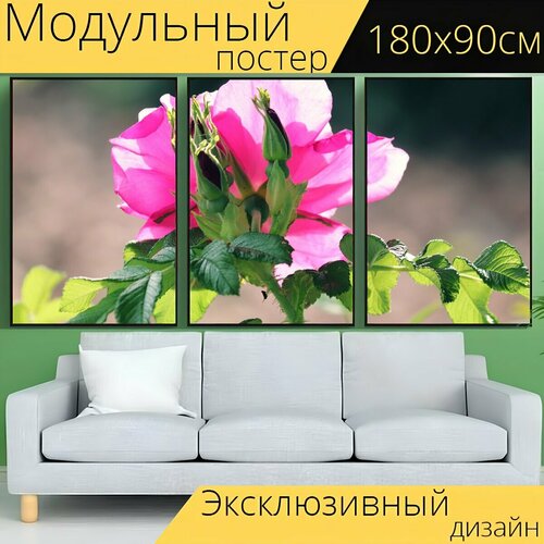 Модульный постер "Шиповник, розовая борозда, кустовая роза" 180 x 90 см. для интерьера