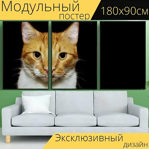 Модульный постер "Кот, похмелье, домашнее животное" 180 x 90 см. для интерьера