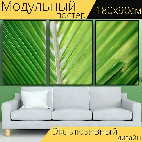 Модульный постер "Кокосовый лист, ладонь, тропический" 180 x 90 см. для интерьера