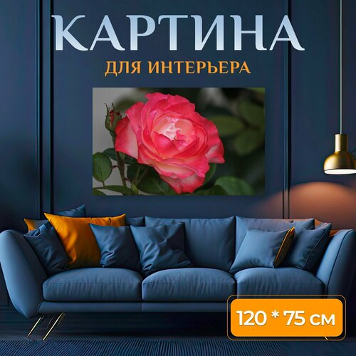 Картина на холсте "Роза, лепестки роз, лепестки" на подрамнике 120х75 см. для интерьера