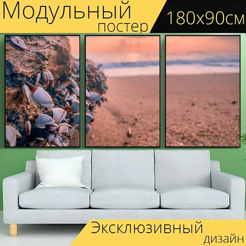 Модульный постер "Шри ланка, пляж, морская раковина" 180 x 90 см. для интерьера