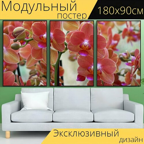 Модульный постер "Орхидеи, розовый, цветы" 180 x 90 см. для интерьера