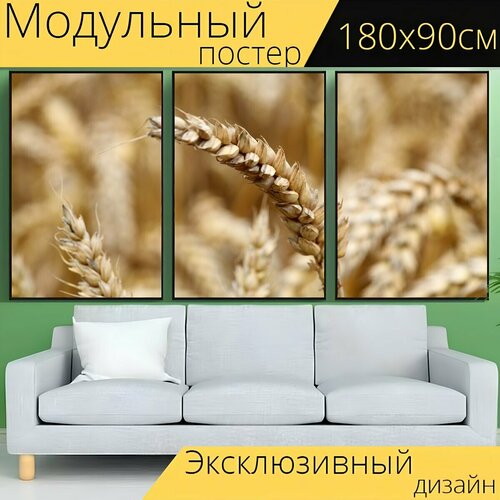 Модульный постер "Пшеница, ухо, спелый" 180 x 90 см. для интерьера