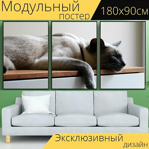 Модульный постер "Кошка, домашние животные, сиамский" 180 x 90 см. для интерьера