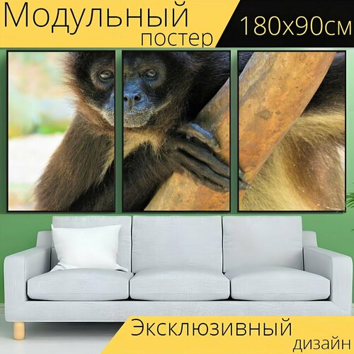 Модульный постер "Паук обезьяна, обезьяна, примат" 180 x 90 см. для интерьера