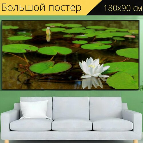 Большой постер "Водяная лилия цветок, лист водяной лилии, озеро" 180 x 90 см. для интерьера