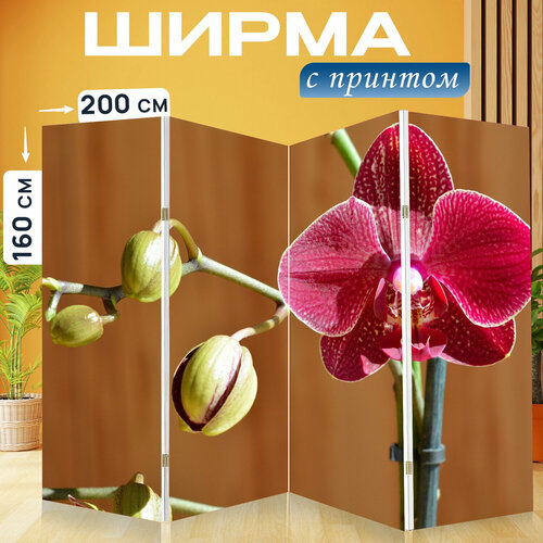 Ширма перегородка с принтом "Орхидея, цветок, цвести" на холсте - 200x160 см. для зонирования, раскладная