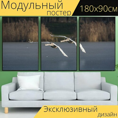 Модульный постер "Лебедь, природа, птица" 180 x 90 см. для интерьера