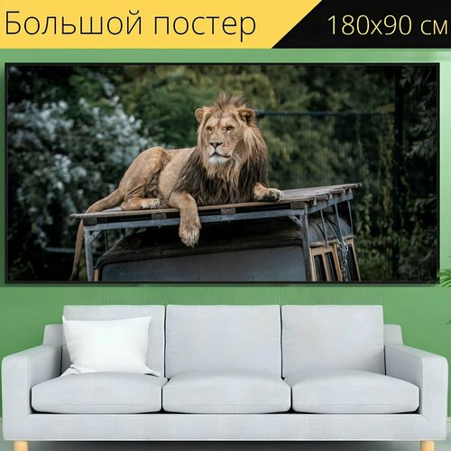 Большой постер "Лев, зоопарк, хищник" 180 x 90 см. для интерьера