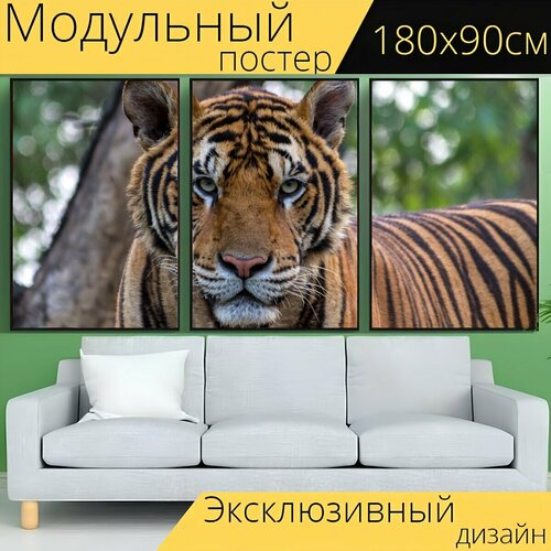 Модульный постер "Тигр, дикая кошка, кошачий" 180 x 90 см. для интерьера