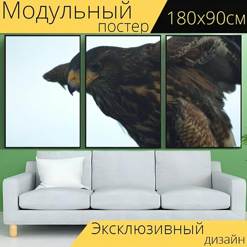 Модульный постер "Птица, орел, природа" 180 x 90 см. для интерьера