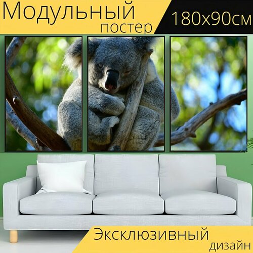 Модульный постер "Милый коала, спящая коала, маленькое животное" 180 x 90 см. для интерьера