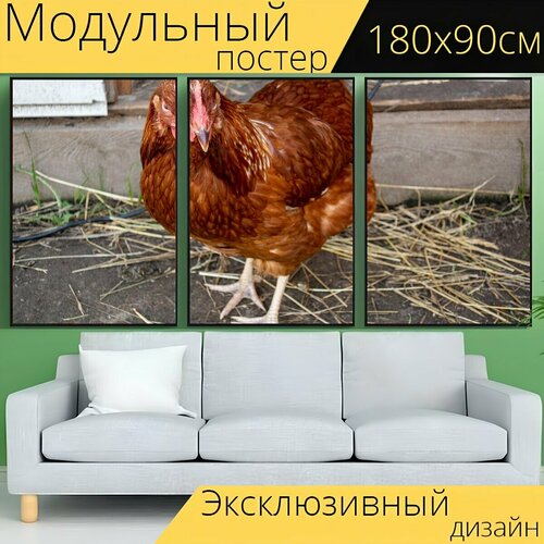 Модульный постер "Курица, домашняя птица, сельское хозяйство" 180 x 90 см. для интерьера