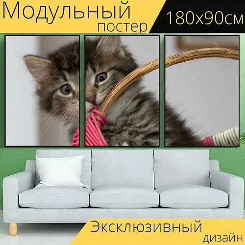 Модульный постер "Котенок, маленький, котик" 180 x 90 см. для интерьера