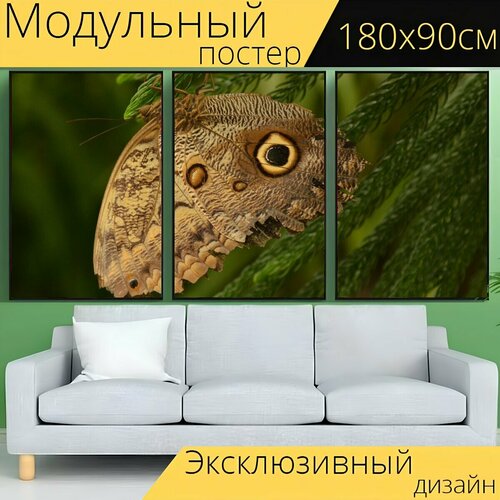 Модульный постер "Бабочка, ошибка, природа" 180 x 90 см. для интерьера