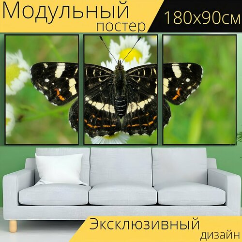 Модульный постер "Бабочки дневные, насекомое, природа" 180 x 90 см. для интерьера
