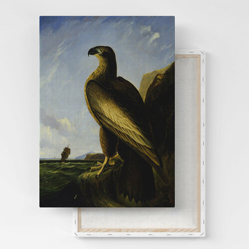 Картина на холсте, репродукция / Джон Джеймс Одюбон - Washington Sea Eagle / Размер 40 x 53 см