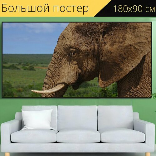 Большой постер "Аддо, слон, парк" 180 x 90 см. для интерьера