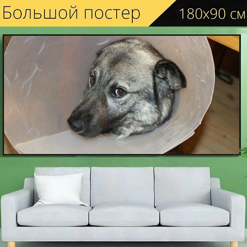 Большой постер "Больная собака, борзая, воронка" 180 x 90 см. для интерьера