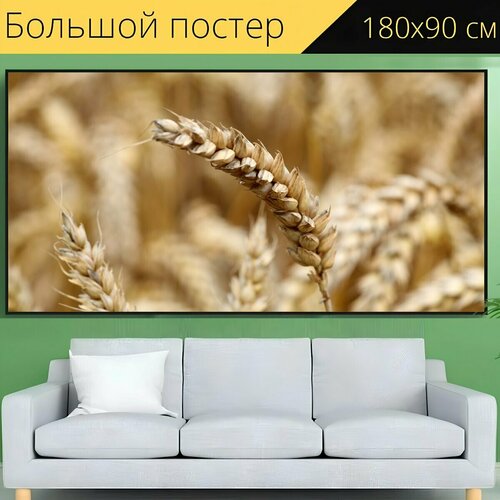 Большой постер "Пшеница, ухо, спелый" 180 x 90 см. для интерьера