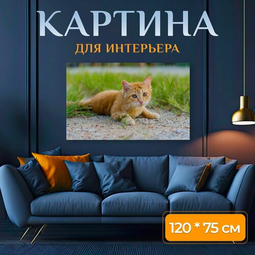 Картина на холсте "Кошка, животное, фотография" на подрамнике 120х75 см. для интерьера