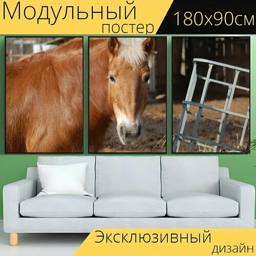 Модульный постер "Лошадь, школа верховой езды, езда на лошади" 180 x 90 см. для интерьера
