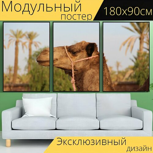 Модульный постер "Верблюд, марракеш, животное" 180 x 90 см. для интерьера