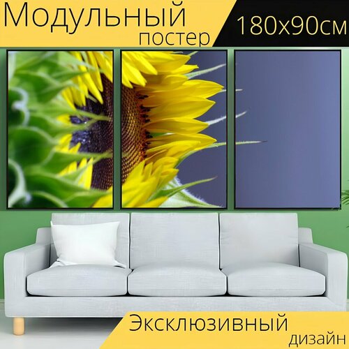 Модульный постер "Подсолнух, цвести, семена" 180 x 90 см. для интерьера