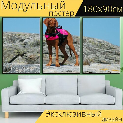 Модульный постер "Венгерская висла, собака, спасательный жилет" 180 x 90 см. для интерьера