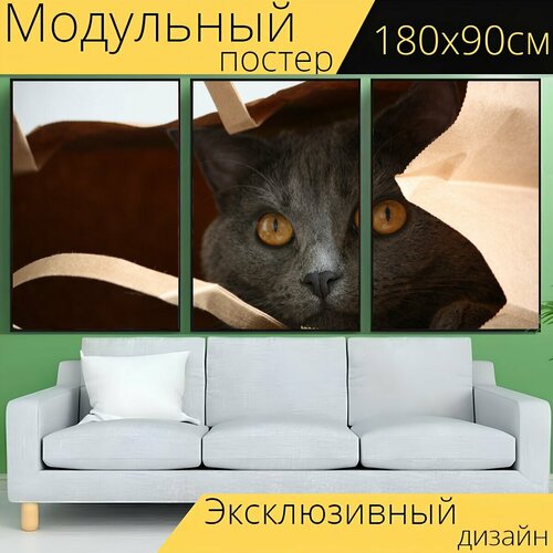 Модульный постер "Шартреза, кот, животные" 180 x 90 см. для интерьера