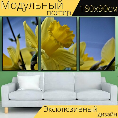 Модульный постер "Нарциссы, цветы, лепестки" 180 x 90 см. для интерьера