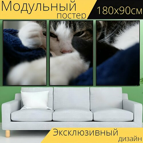 Модульный постер "Кот, расслабленный, спать" 180 x 90 см. для интерьера