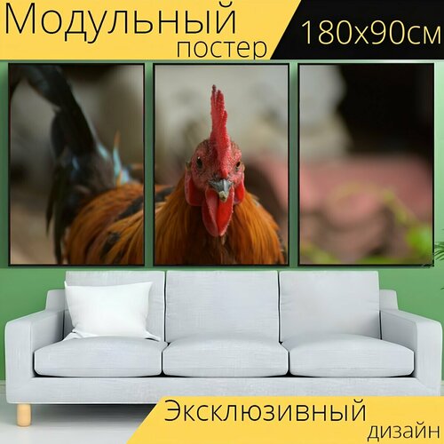 Модульный постер "Курица, петух, домашняя птица" 180 x 90 см. для интерьера