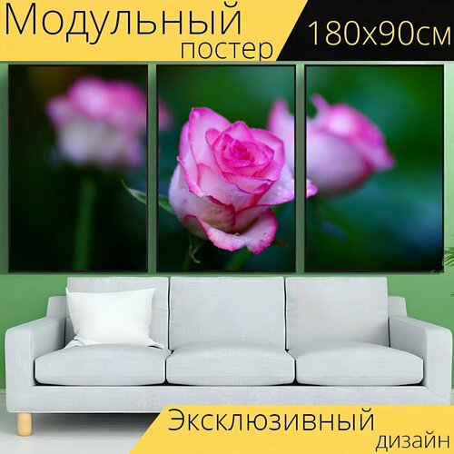 Модульный постер "Роза, розовая роза, цветок" 180 x 90 см. для интерьера