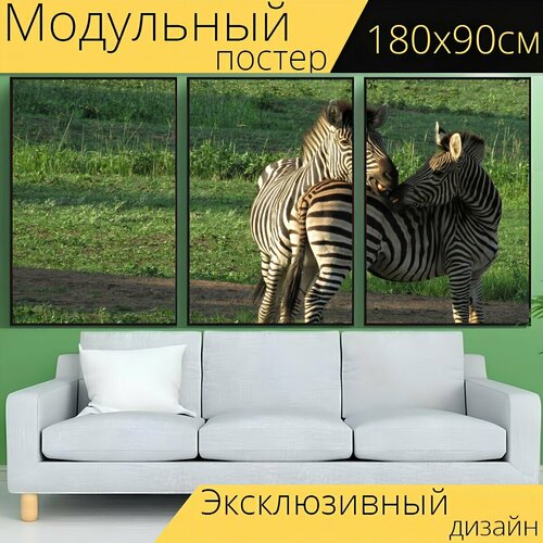 Модульный постер "Зебры, животные, сафари" 180 x 90 см. для интерьера