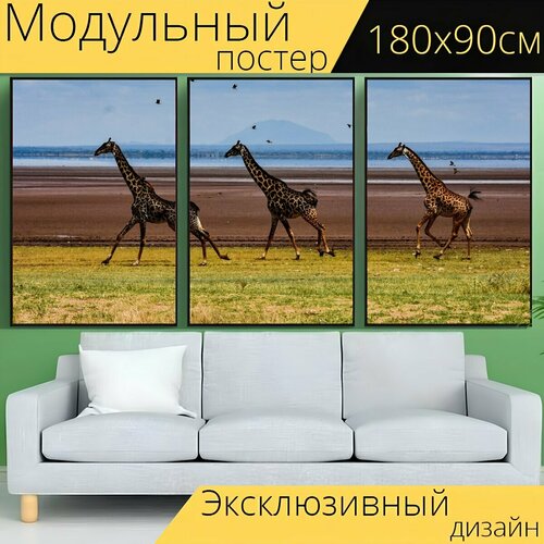 Модульный постер "Танзания, жирафы, африке" 180 x 90 см. для интерьера