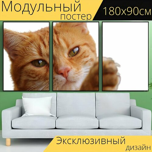 Модульный постер "Кот, изолированные, кошачий" 180 x 90 см. для интерьера