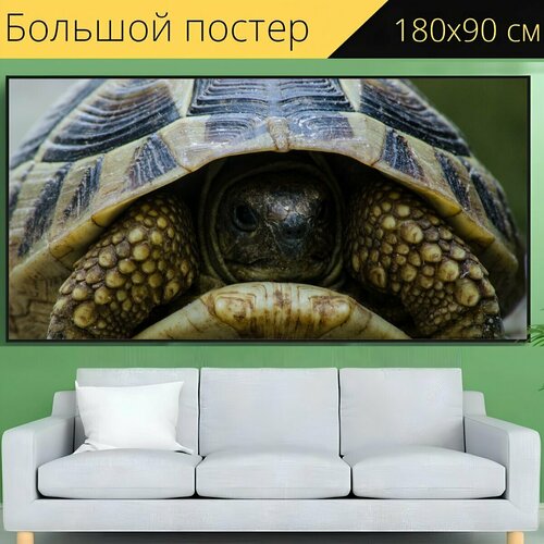 Большой постер "Черепаха, рептилия, животное" 180 x 90 см. для интерьера