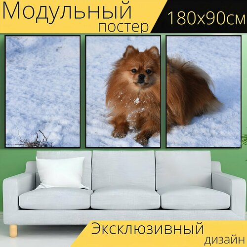 Модульный постер "Шпиц, собака, зима" 180 x 90 см. для интерьера