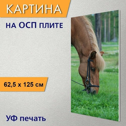 Вертикальная картина на ОСП "Лошадь, бета, трава" 62x125 см. для интерьериа