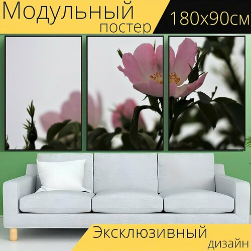 Модульный постер "Шиповник цветы, розовый, куст" 180 x 90 см. для интерьера