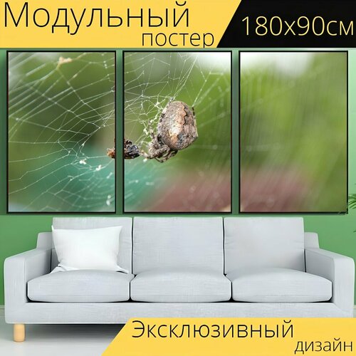 Модульный постер "Паук, паутина, членистоногих" 180 x 90 см. для интерьера