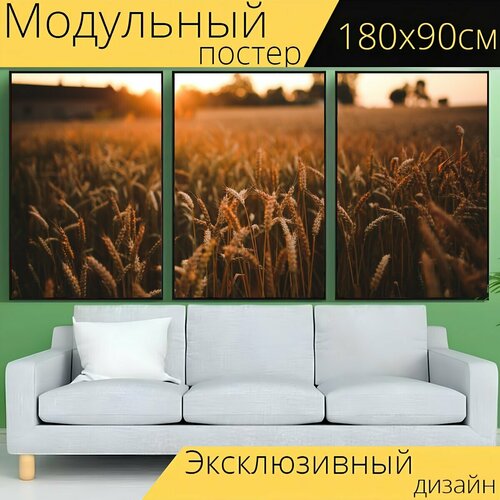 Модульный постер "Заход солнца, зерно, поле" 180 x 90 см. для интерьера