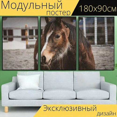 Модульный постер "Жеребенок, пони, лошадь" 180 x 90 см. для интерьера