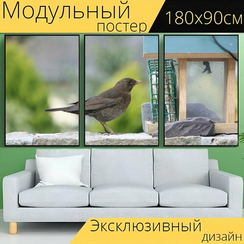 Модульный постер "Птица, черный дрозд, кормушки для птиц" 180 x 90 см. для интерьера
