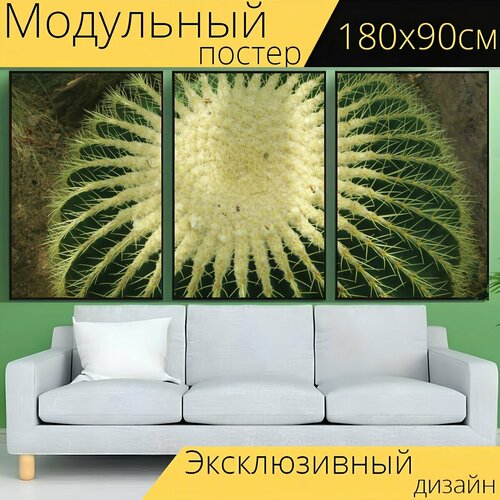 Модульный постер "Кактус, природа, ботанический" 180 x 90 см. для интерьера
