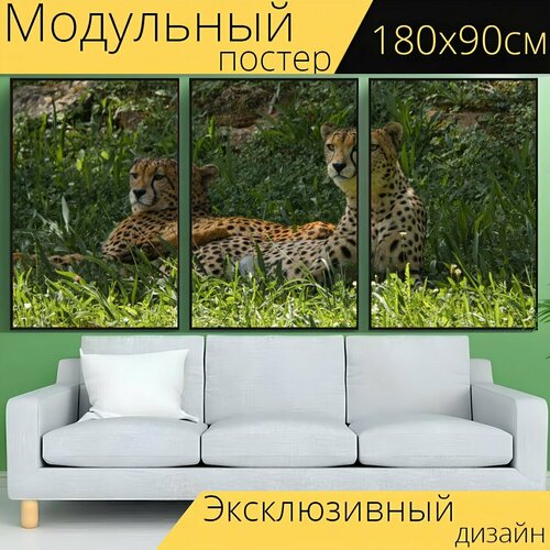Модульный постер "Гепарды, сломать, зоопарк" 180 x 90 см. для интерьера
