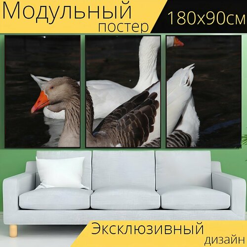 Модульный постер "Домашнее животное, водоплавающая птица, гусь" 180 x 90 см. для интерьера