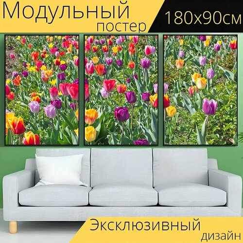 Модульный постер "Тюльпаны, поле тюльпанов, весна" 180 x 90 см. для интерьера